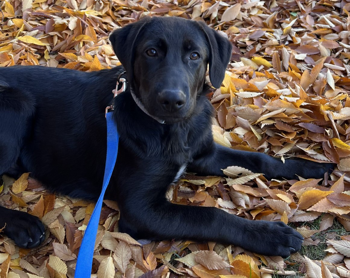 Knox And Copper Are NCCR Dogs Of The Week | News, Sports, Jobs - Post ...